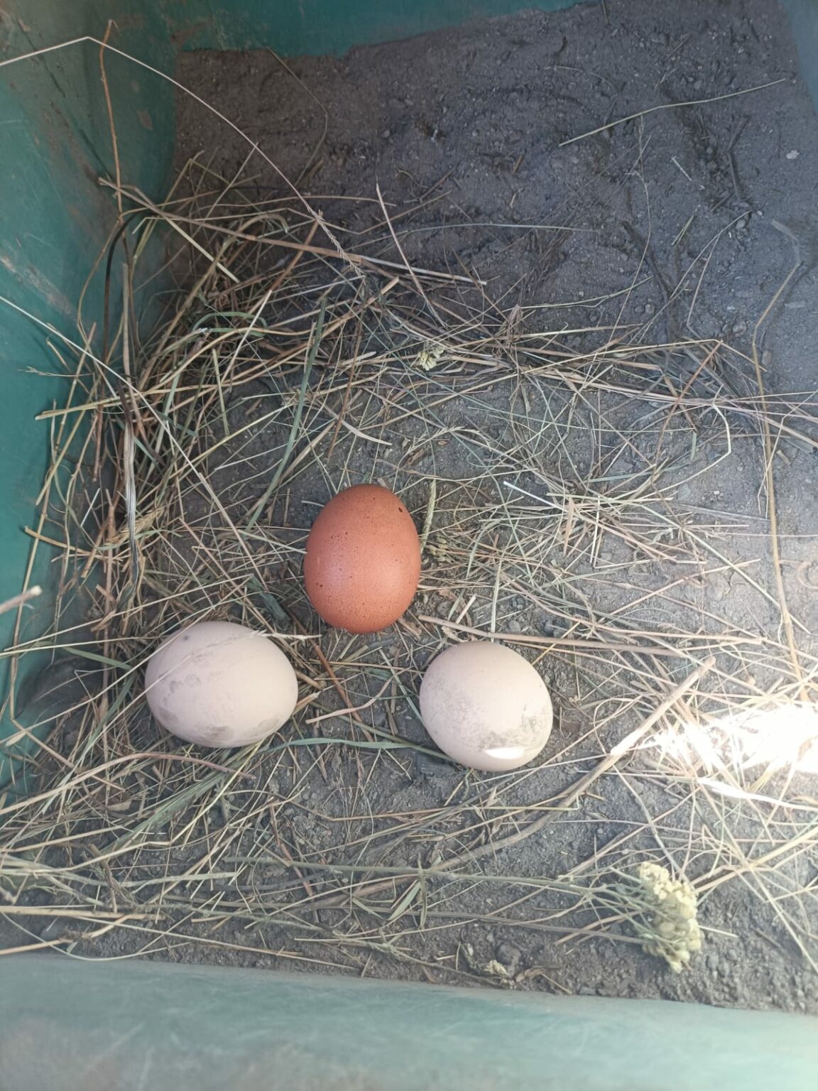 The Effect of Classical Music on Egg Production: A Personal Experiment ...